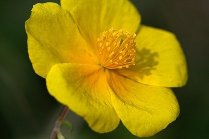 Rock Rose 10 ml Bach Flower Remedies